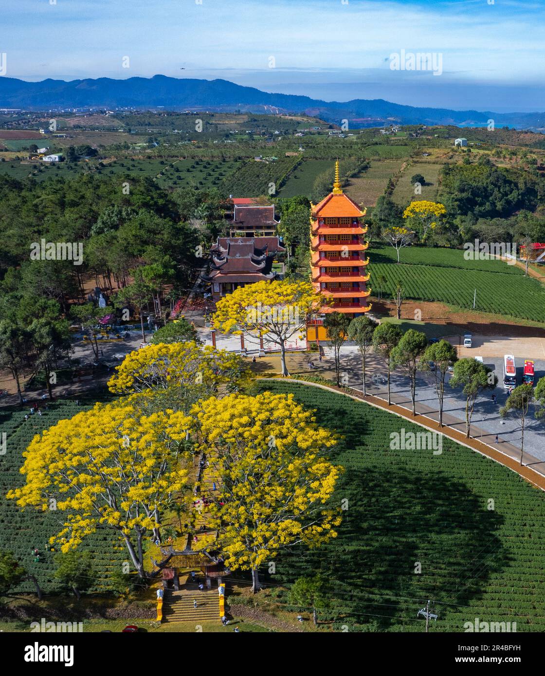 Yellow phoenixs bloom brilliantly at Bat Nha Monastery Pagoda, Bao Loc ...
