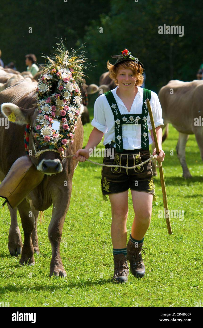 Cattle seperation, Bad Hindelang, Allgaeu, Bavaria, Germany, Almabtrieb ...