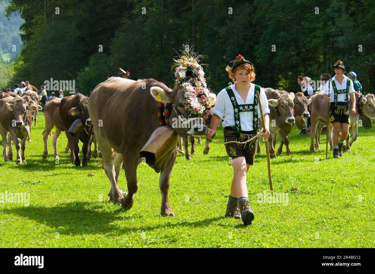 Cattle seperation, Bad Hindelang, Allgaeu, Bavaria, Germany, Almabtrieb ...