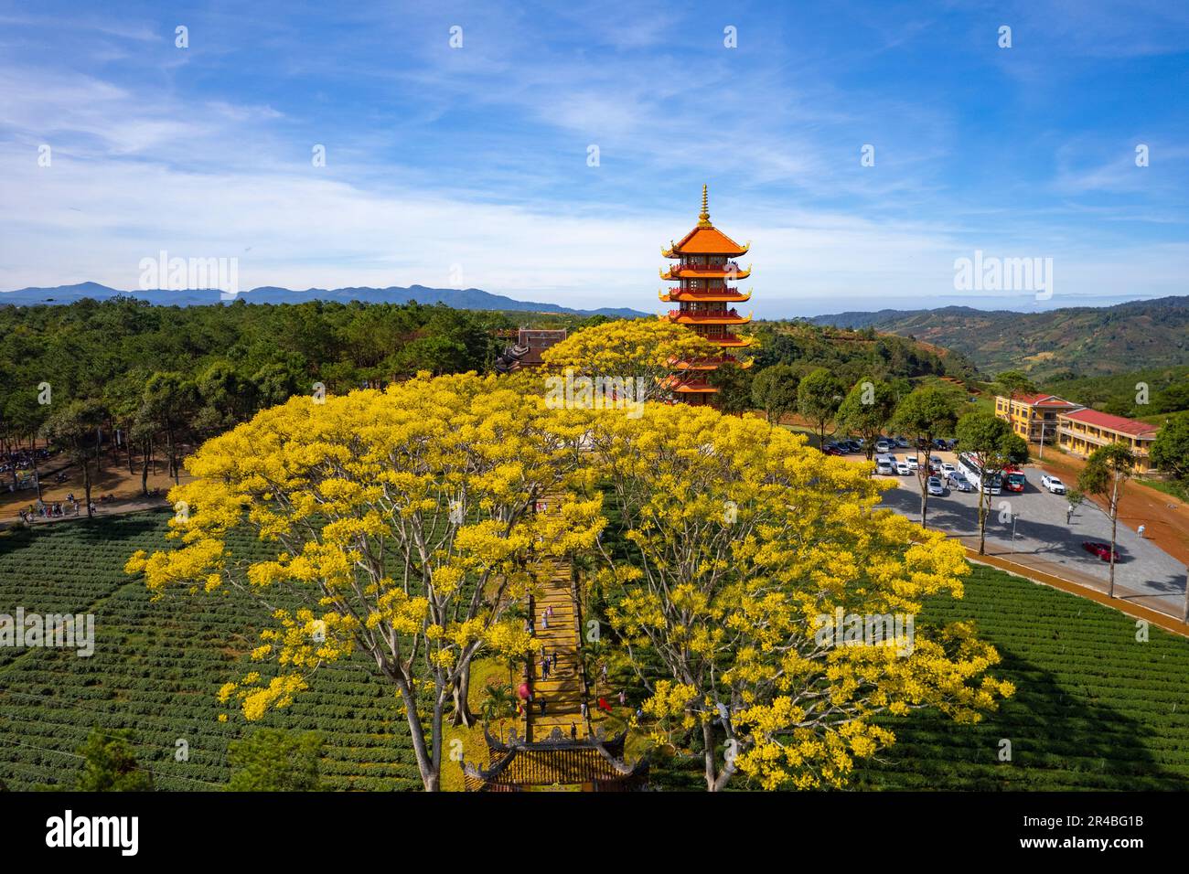 Yellow phoenixs bloom brilliantly at Bat Nha Monastery Pagoda, Bao Loc ...