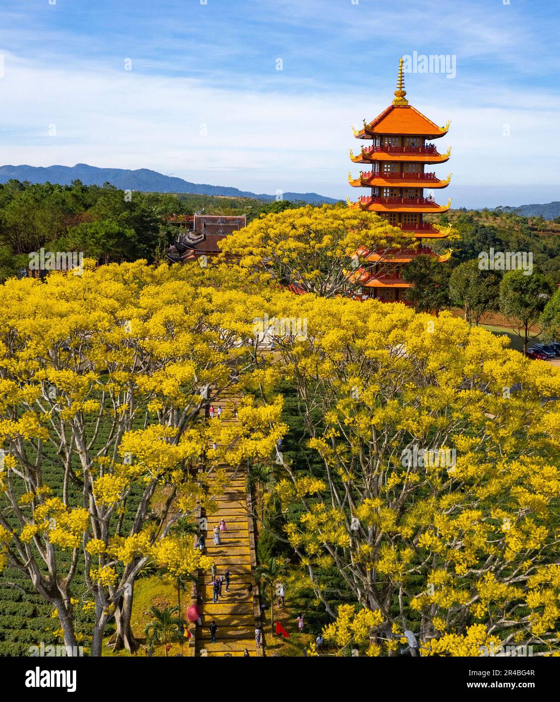 Yellow phoenixs bloom brilliantly at Bat Nha Monastery Pagoda, Bao Loc ...