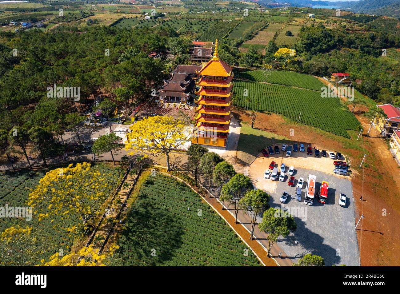 Yellow phoenixs bloom brilliantly at Bat Nha Monastery Pagoda, Bao Loc ...