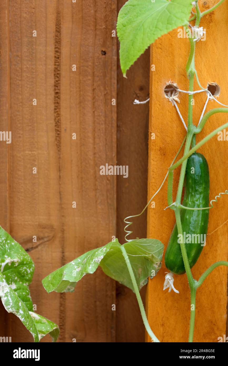 Cucumber growing to edible size outdoors supported by home made upright ...