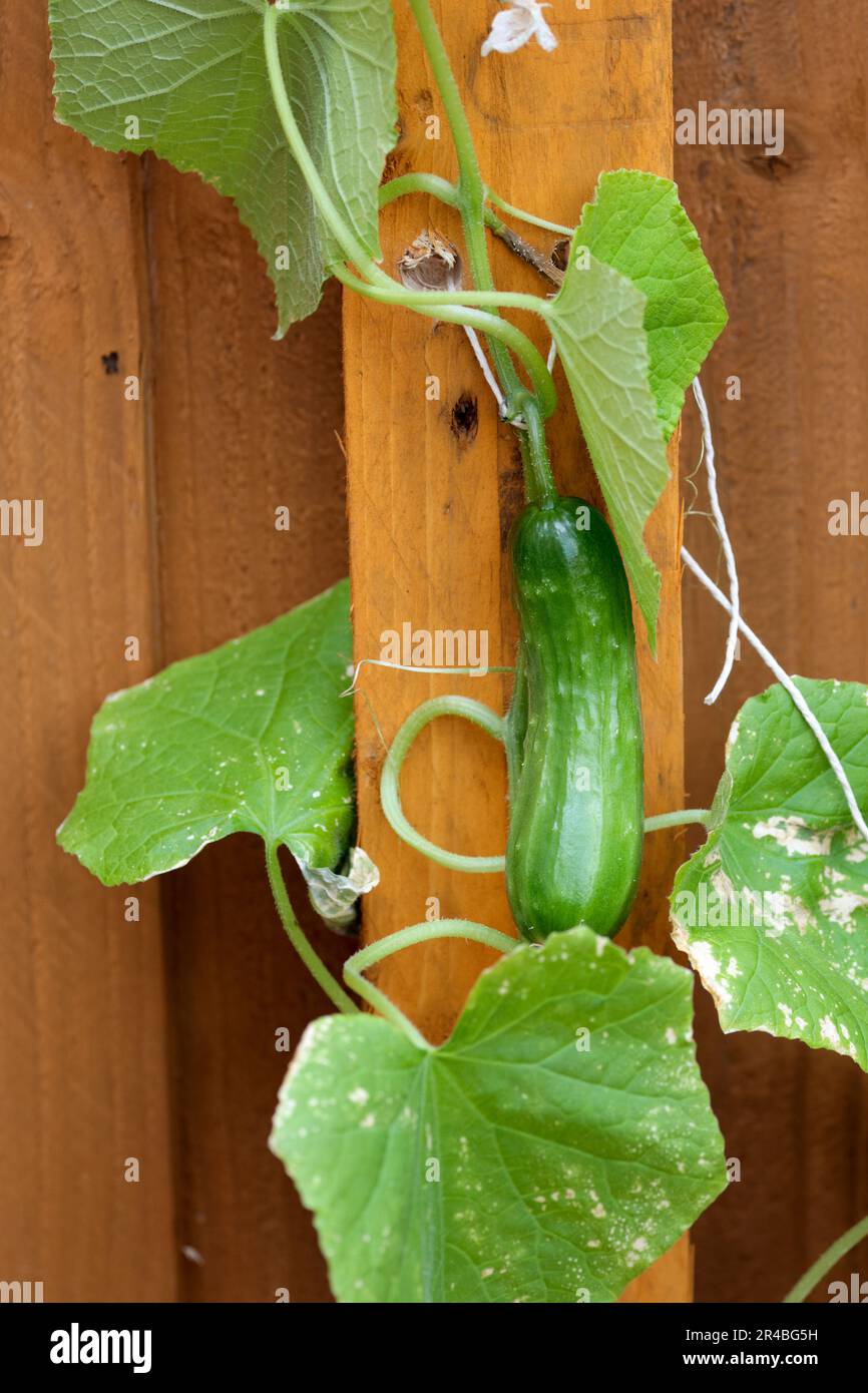 Cucumber growing to edible size outdoors supported by home made upright ...