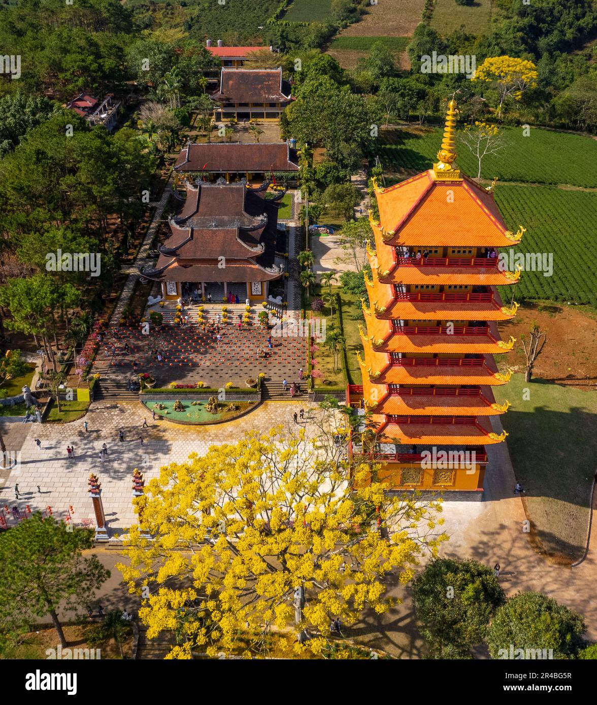 Yellow phoenixs bloom brilliantly at Bat Nha Monastery Pagoda, Bao Loc ...