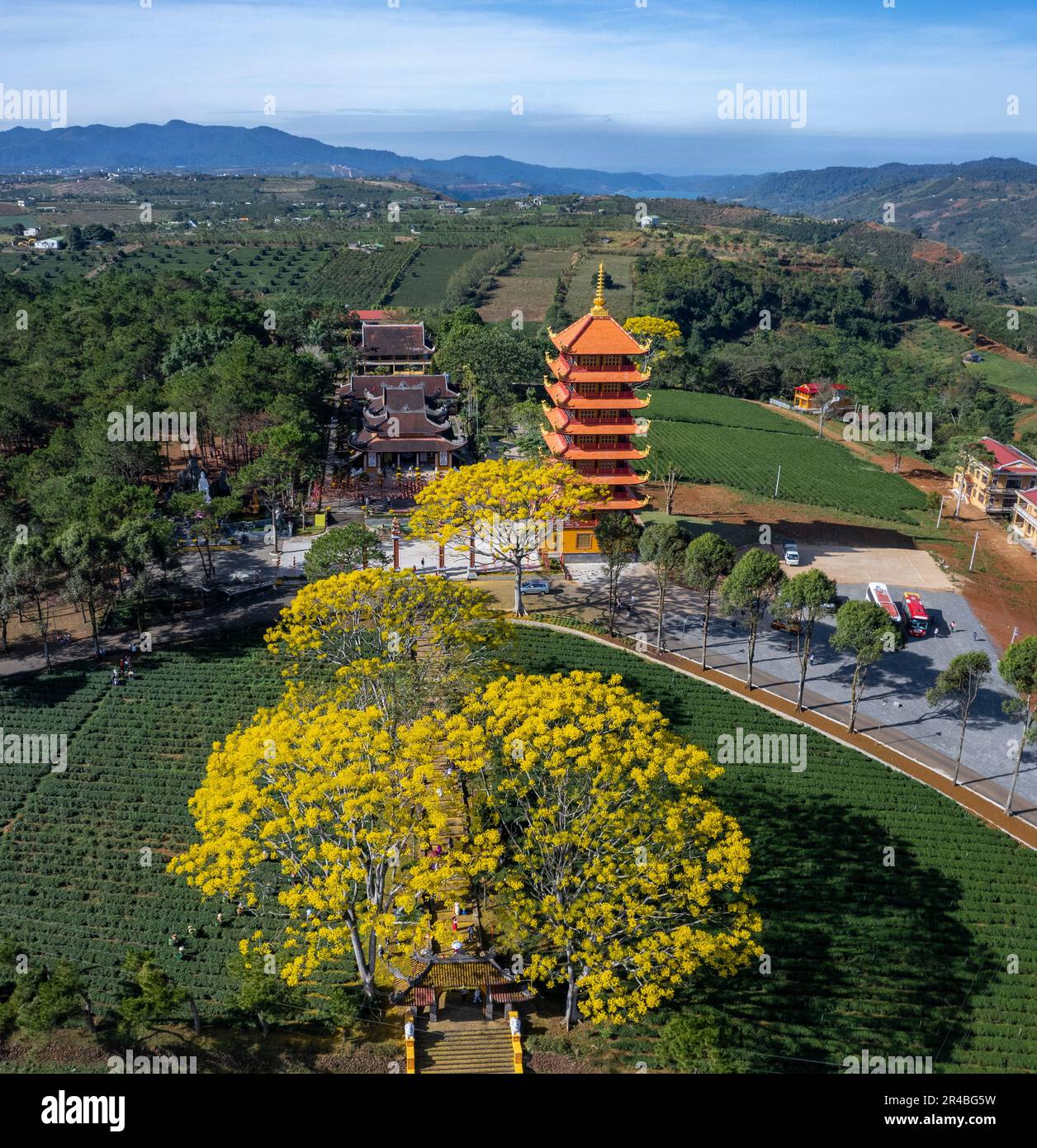 Yellow phoenixs bloom brilliantly at Bat Nha Monastery Pagoda, Bao Loc ...