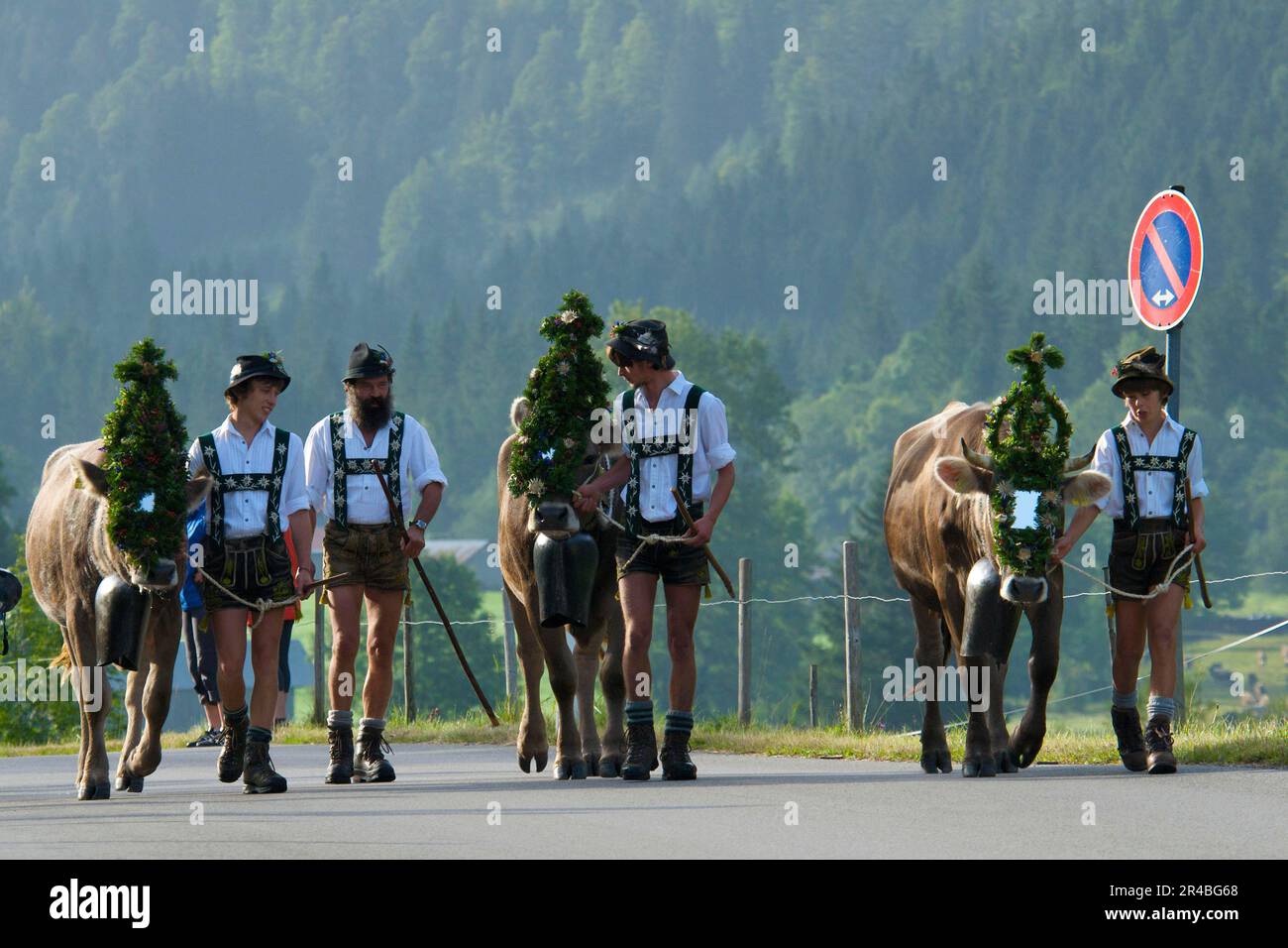 Cattle seperation in Bad Hindelang, Allgaeu, Bavaria, Germany ...