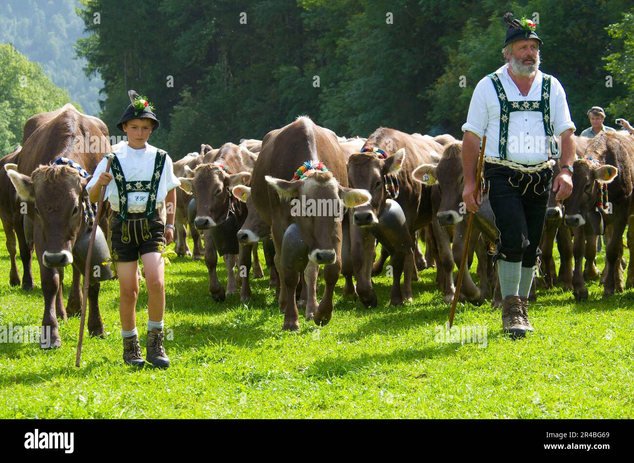 Cattle seperation, Bad Hindelang, Allgaeu, Bavaria, Germany, Almabtrieb ...
