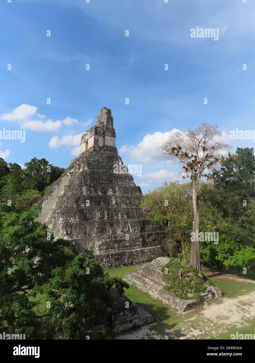 An ancient temple tower stands tall amongst the lush greenery. Tikal ...