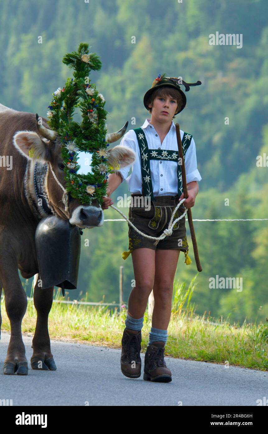 Cattle seperation in Bad Hindelang, Allgaeu, Bavaria, Germany ...