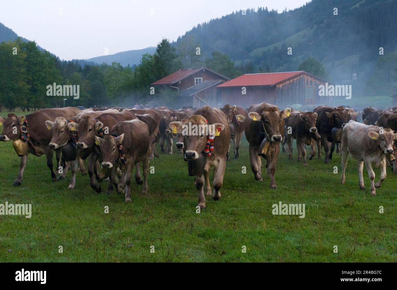 Domestic cattle, cattle seperation in Bad Hindelang, Allgaeu, Bavaria ...