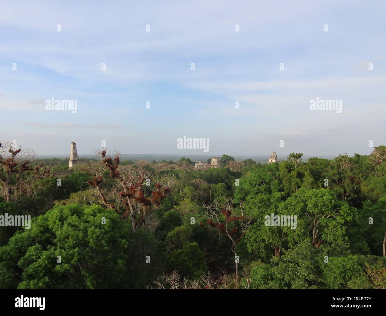 A scenic landscape with lush greenery in Tikal National Park, Guatemala ...