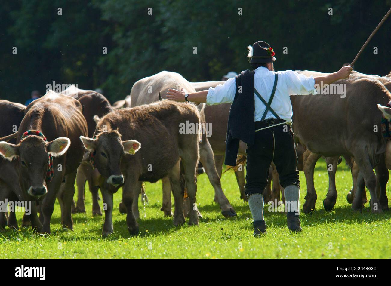 Cattle seperation in Bad Hindelang, Allgaeu, Bavaria, Germany, domestic ...