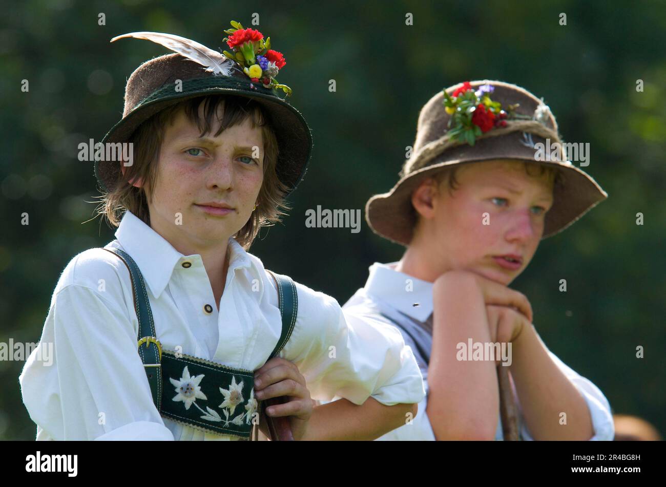 Cattle seperation, Bad Hindelang, Allgaeu, Bavaria, Germany Stock Photo ...