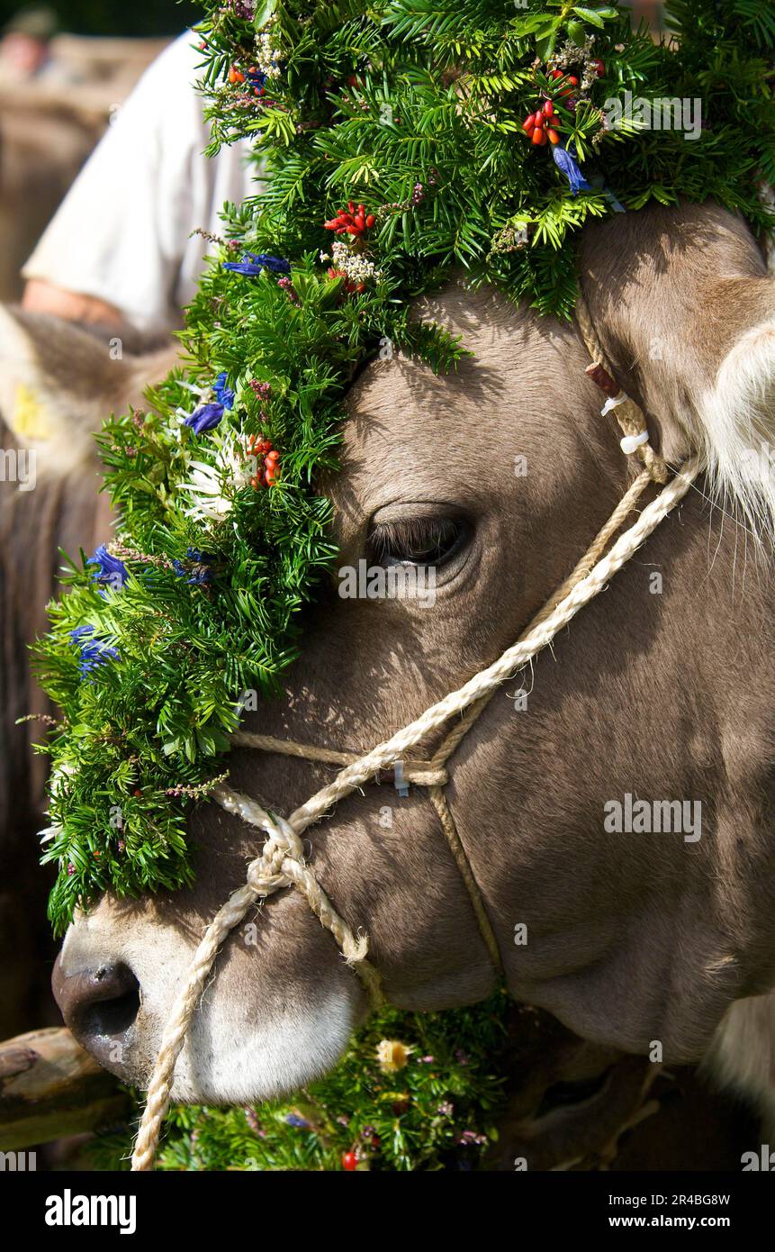 Decorated domestic cattle, cattle seperation, Bad Hindelang, Allgaeu ...