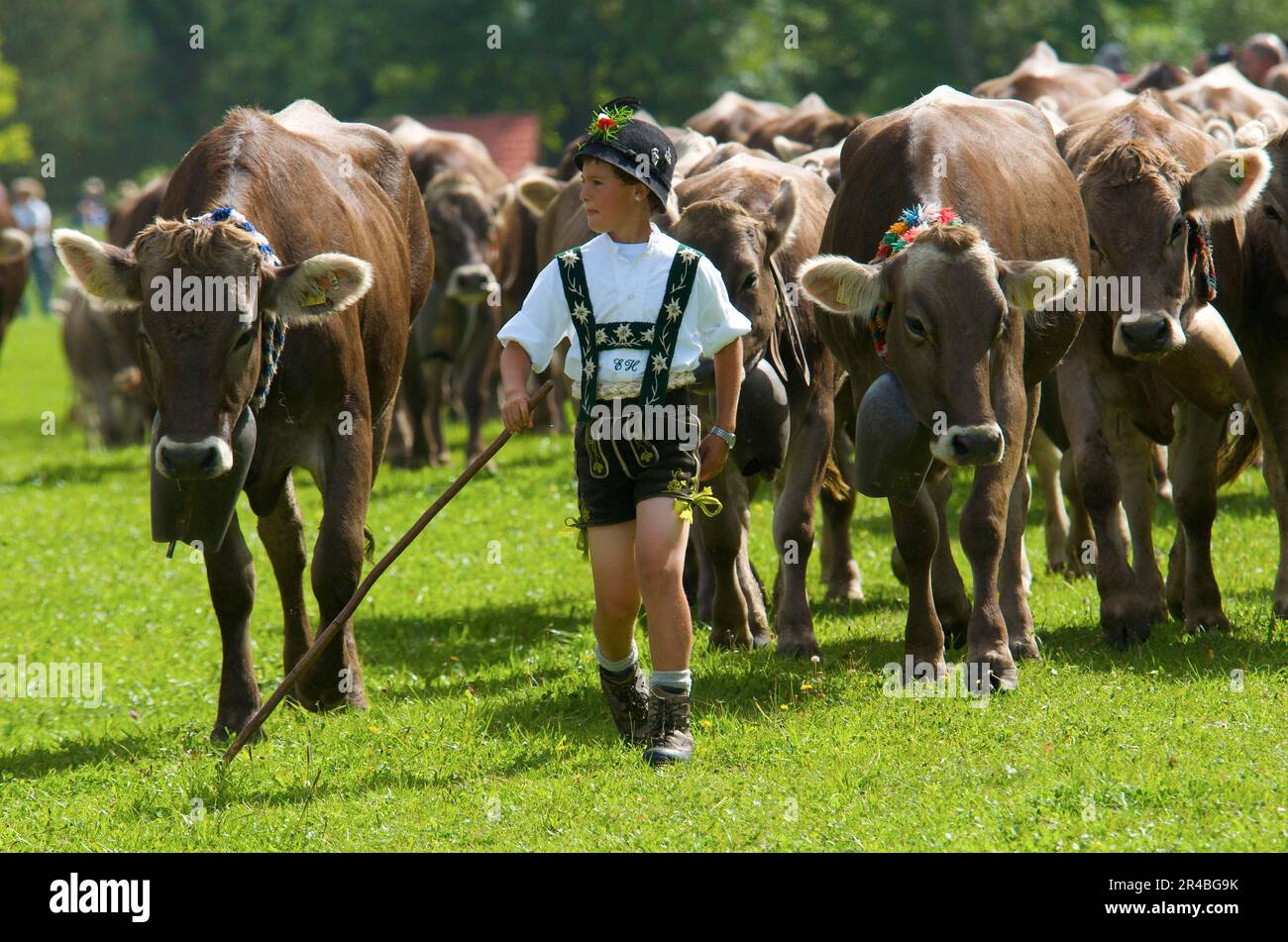 Cattle seperation, Bad Hindelang, Allgaeu, Bavaria, Germany, Almabtrieb ...