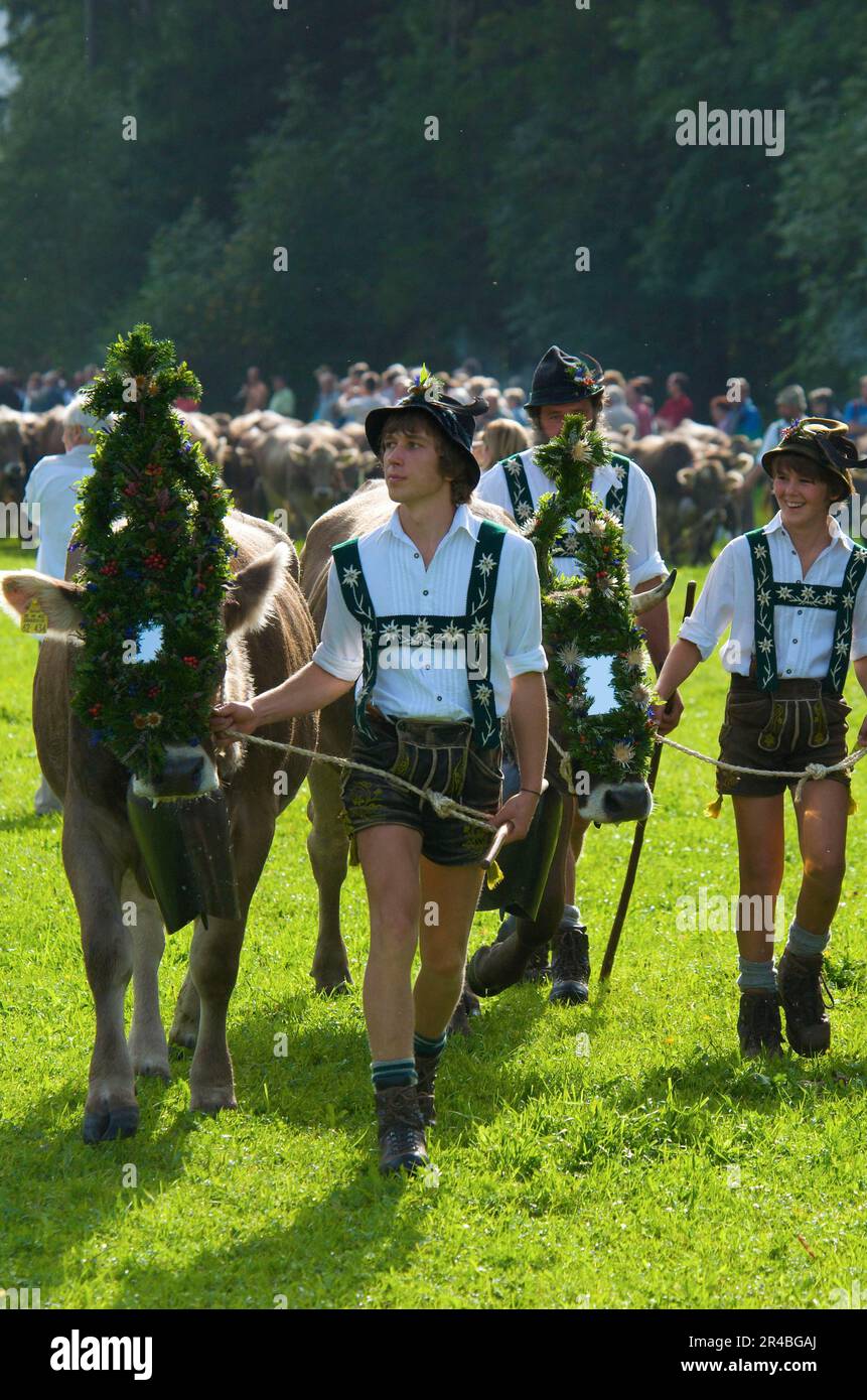 Cattle seperation in Bad Hindelang, Allgaeu, Bavaria, Germany ...