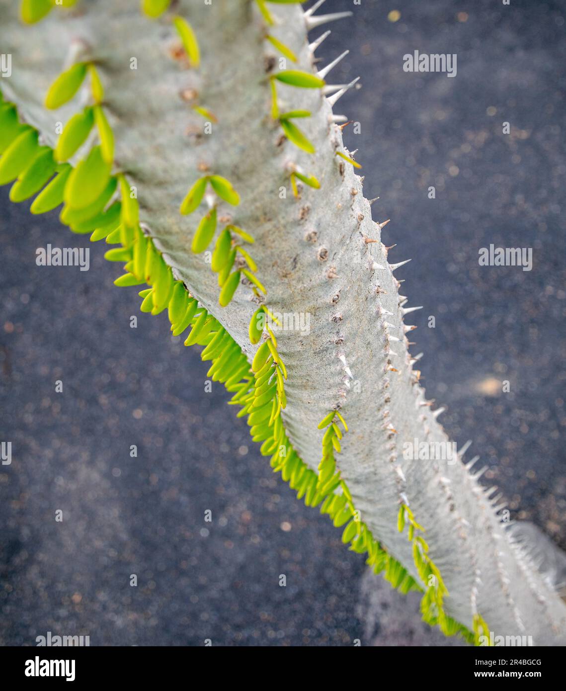 a abstract image of a single spiral cactus covered in thorns growing in ...