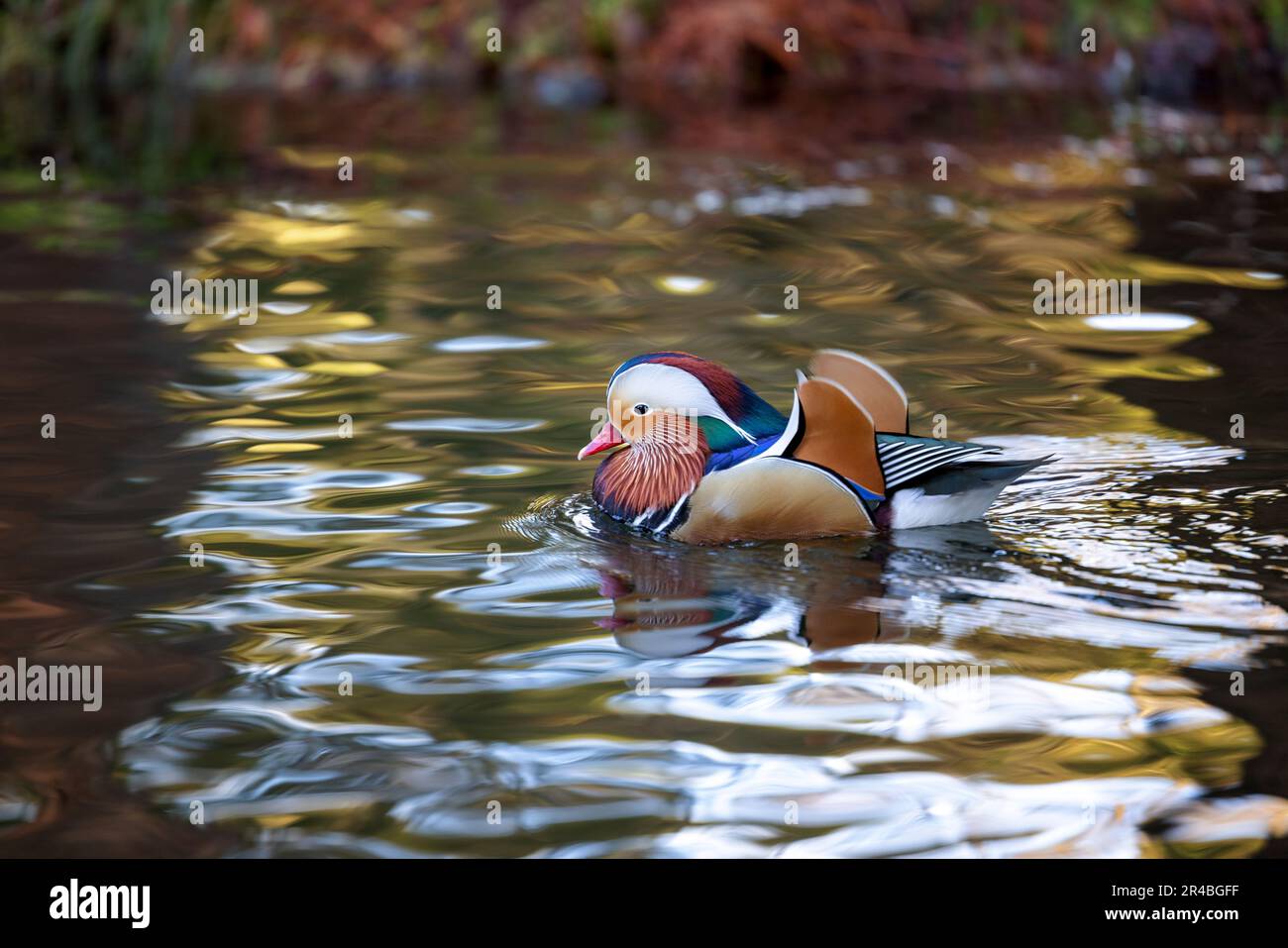 Solitary duck floating on water hi-res stock photography and images - Alamy