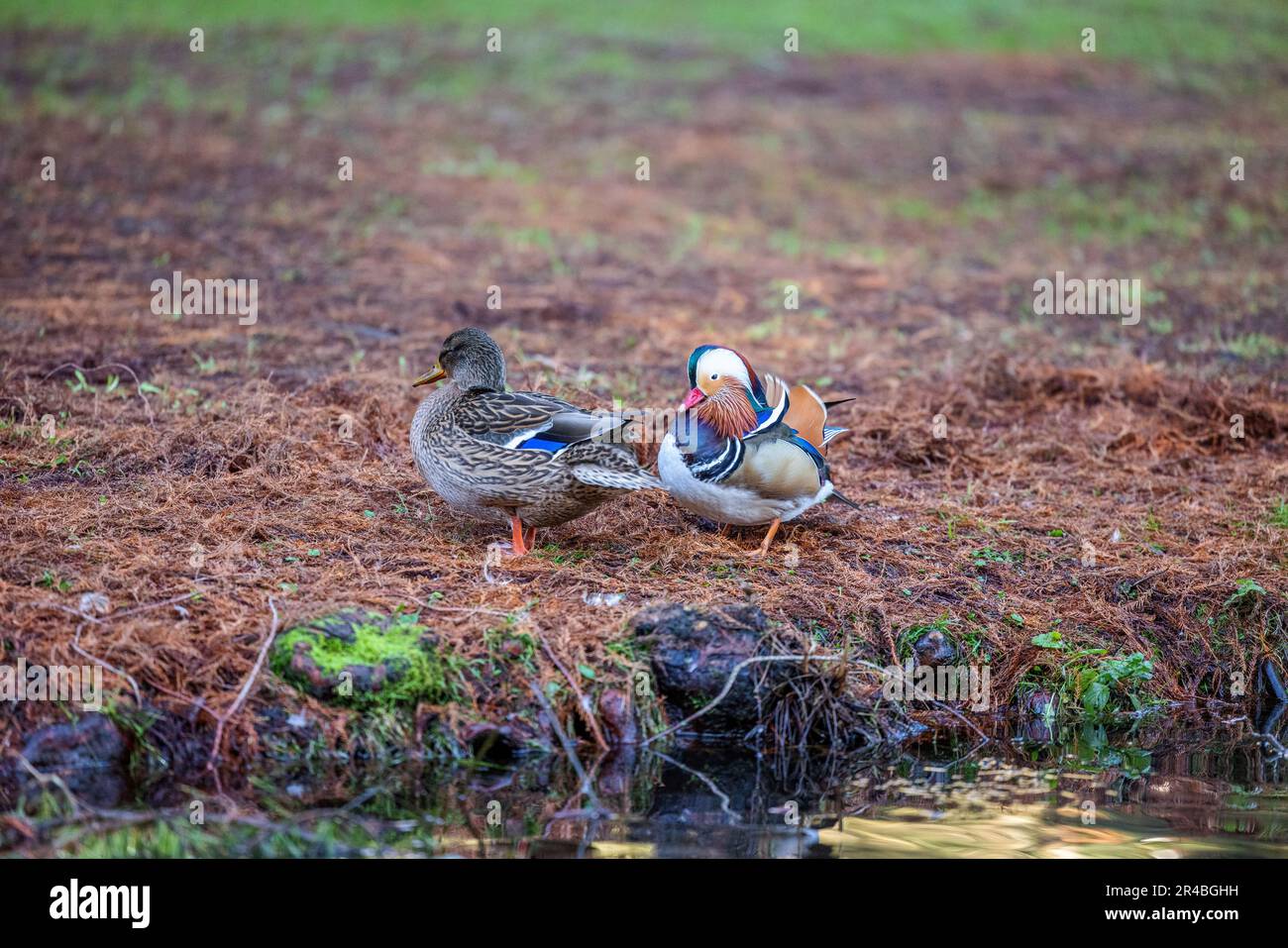 Two mandarin ducks standing together on grassy terrain in a wooded area ...