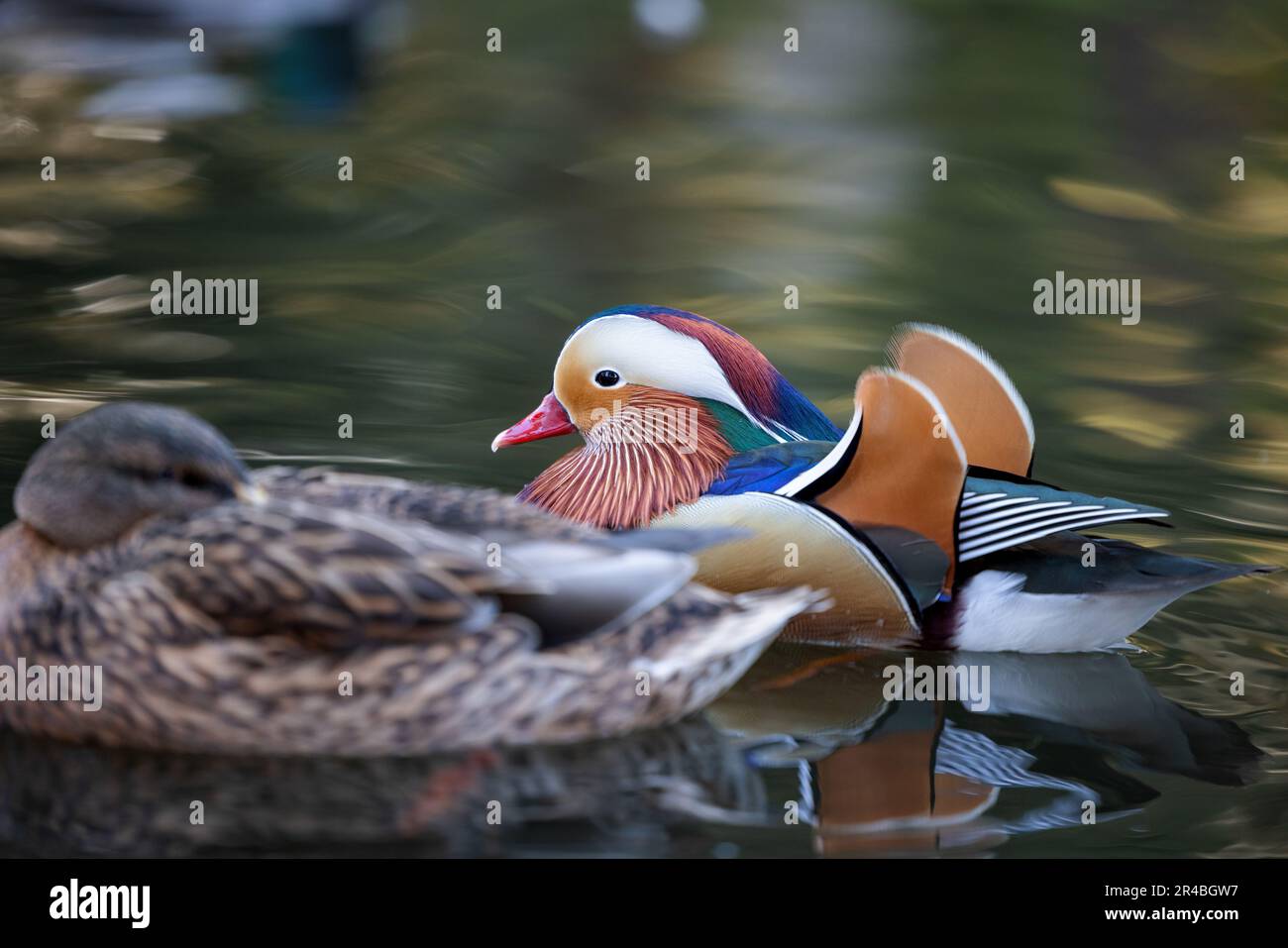 Two mandarin ducks floating in a tranquil body of water Stock Photo - Alamy