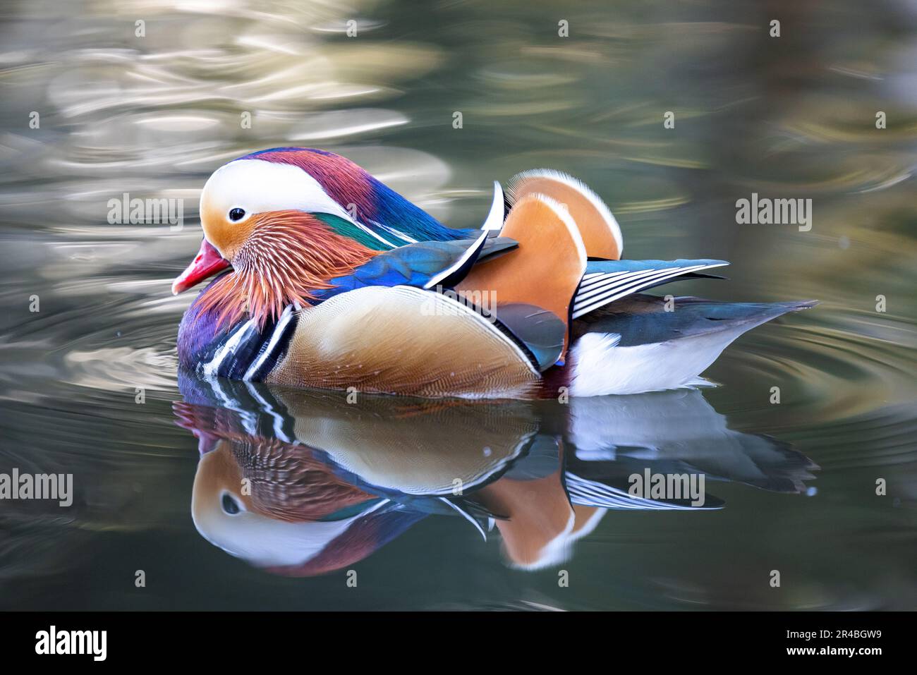A male mandarin duck with its bright feathers floating on a tranquil ...
