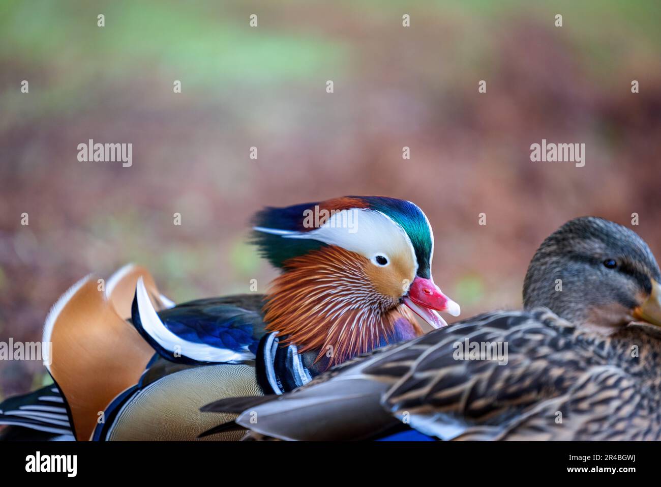 Pair of mandarin ducks hi-res stock photography and images - Alamy