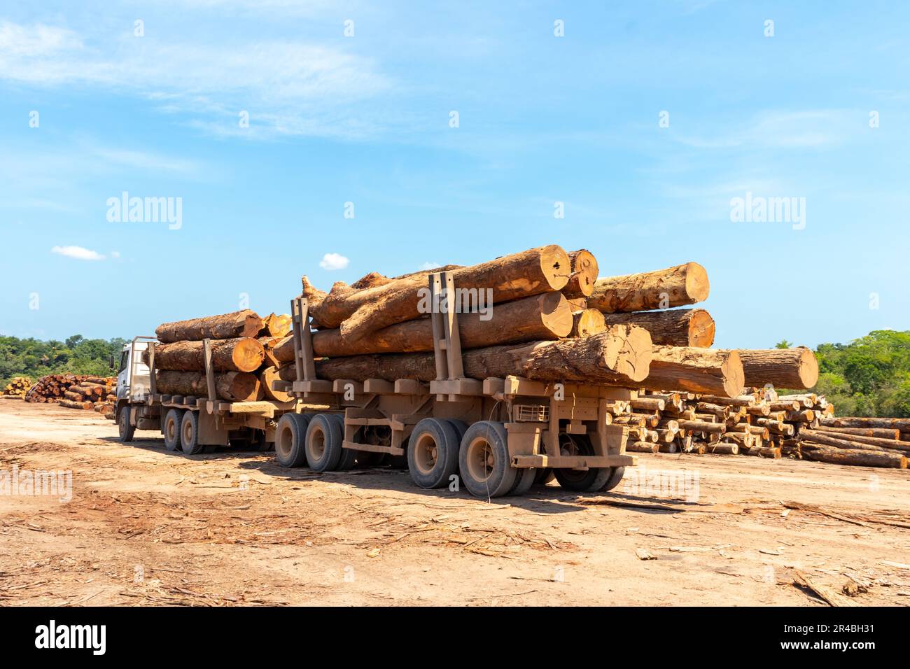 Two trailer truck (road train) loaded with wood logs extracted from an ...