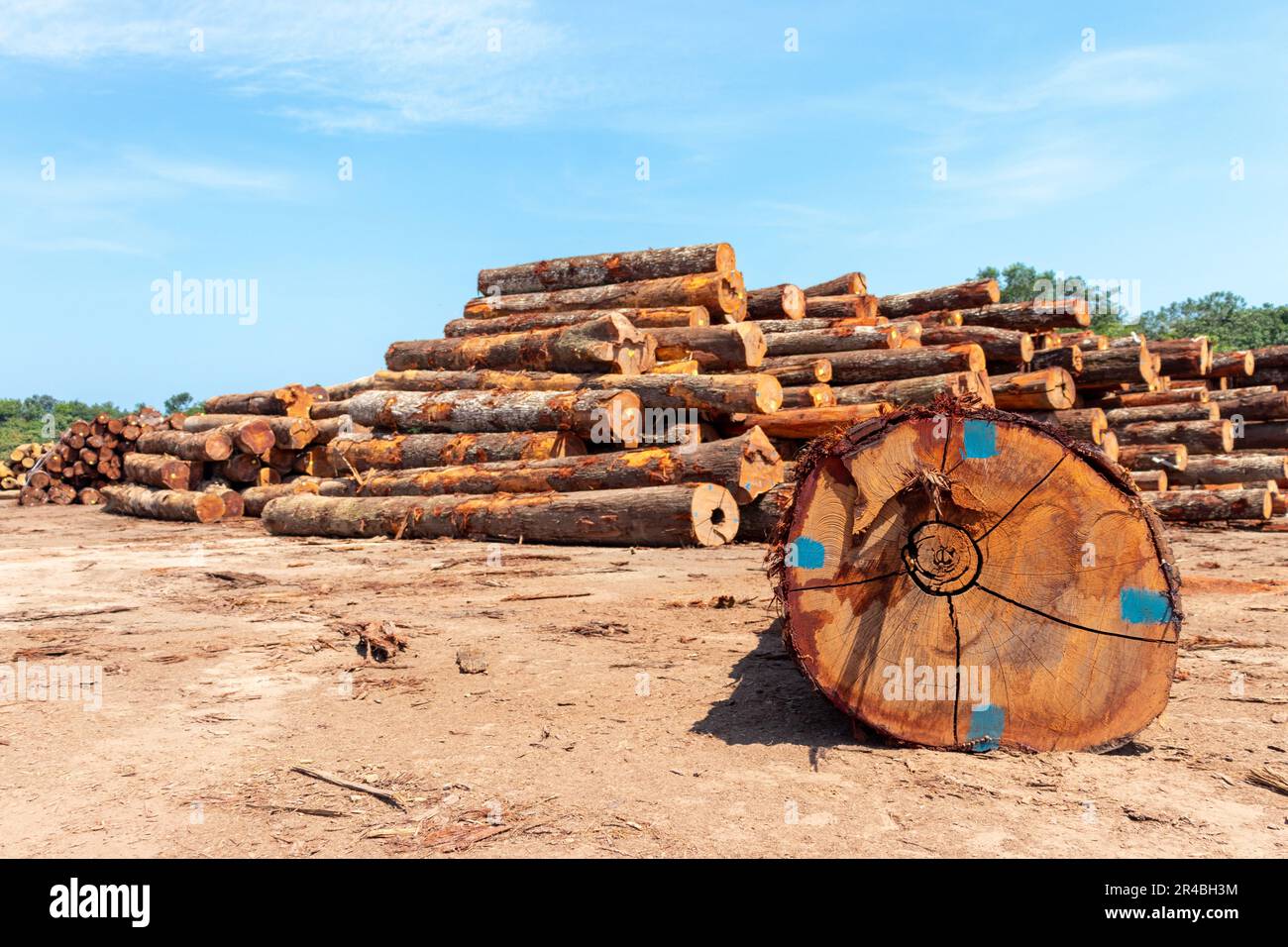 Stack of logs extracted from an area of a brazilian Amazon rainforest ...