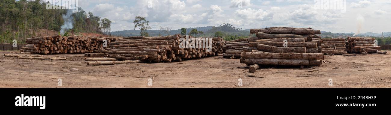 Wood log storage yard. Legally extracted from a Brazilian Amazon ...