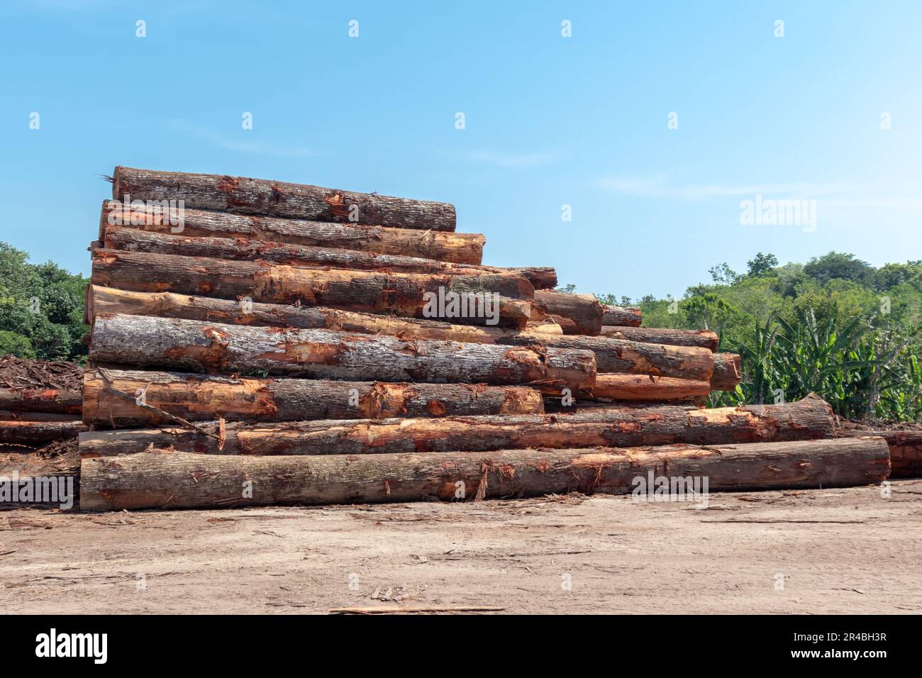 Stack of logs extracted from an area of a brazilian Amazon rainforest ...
