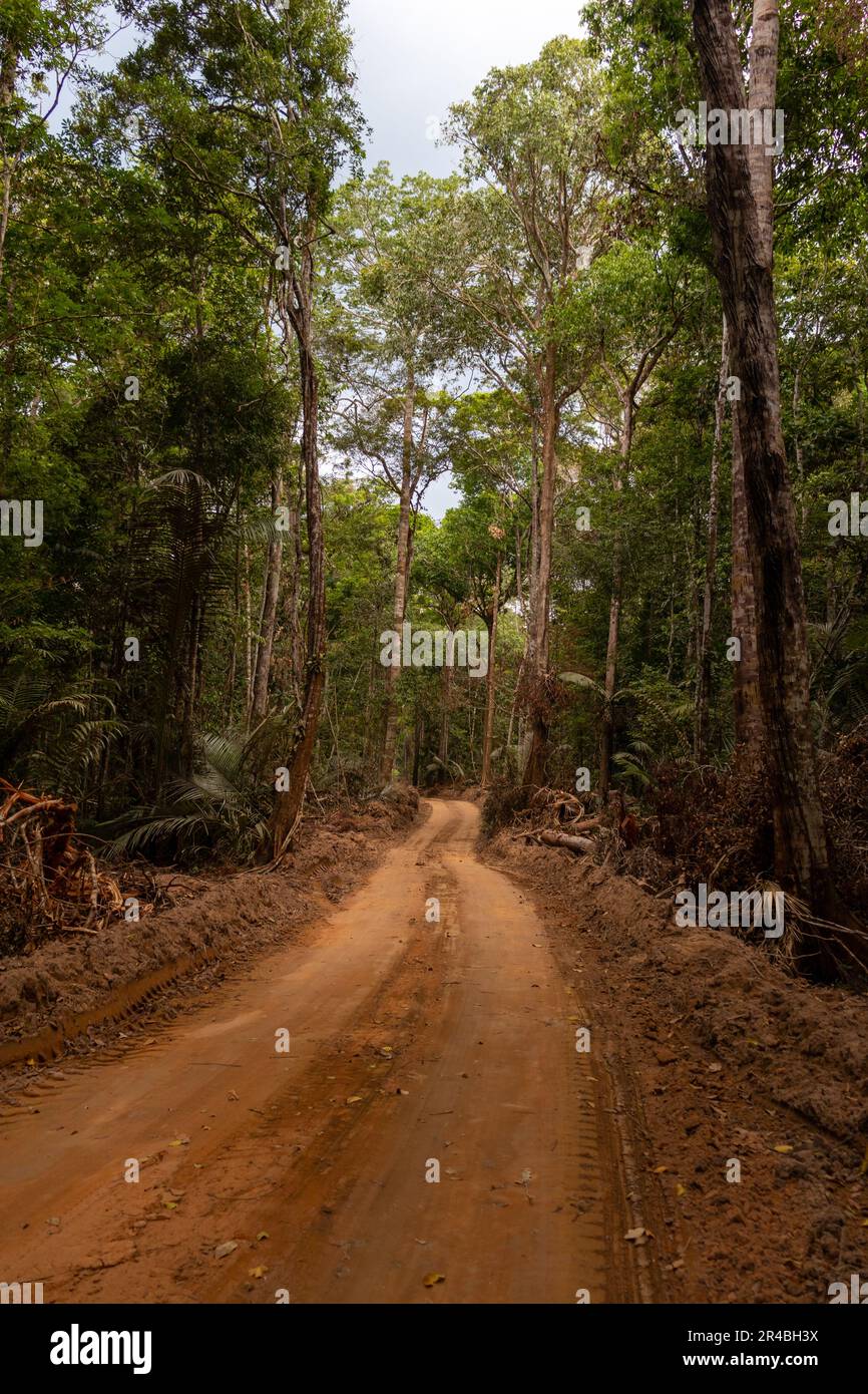 Dirt road inside a dense area of brazilian Amazon rainforest Stock ...