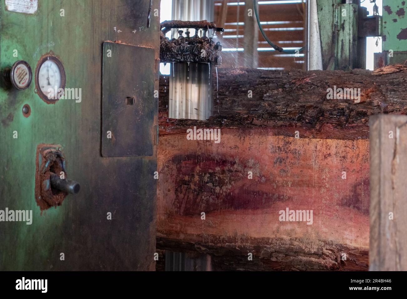 Bandsaw in operation to cut a large tree trunk, extracted from the ...