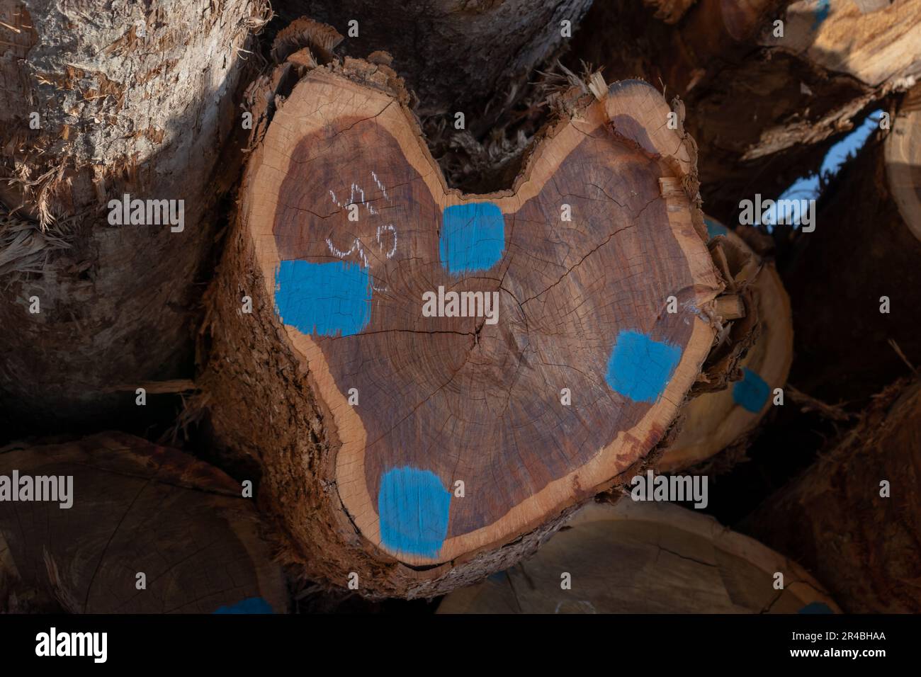 Cross section of a log with a heart-shaped face Stock Photo - Alamy