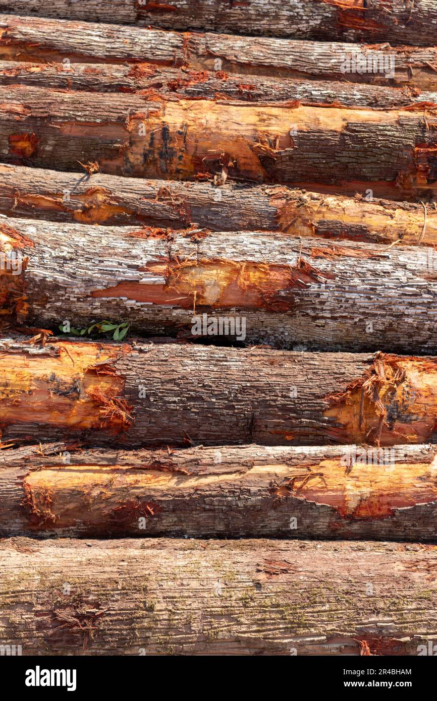 Stack of logs extracted from an area of a brazilian Amazon rainforest ...