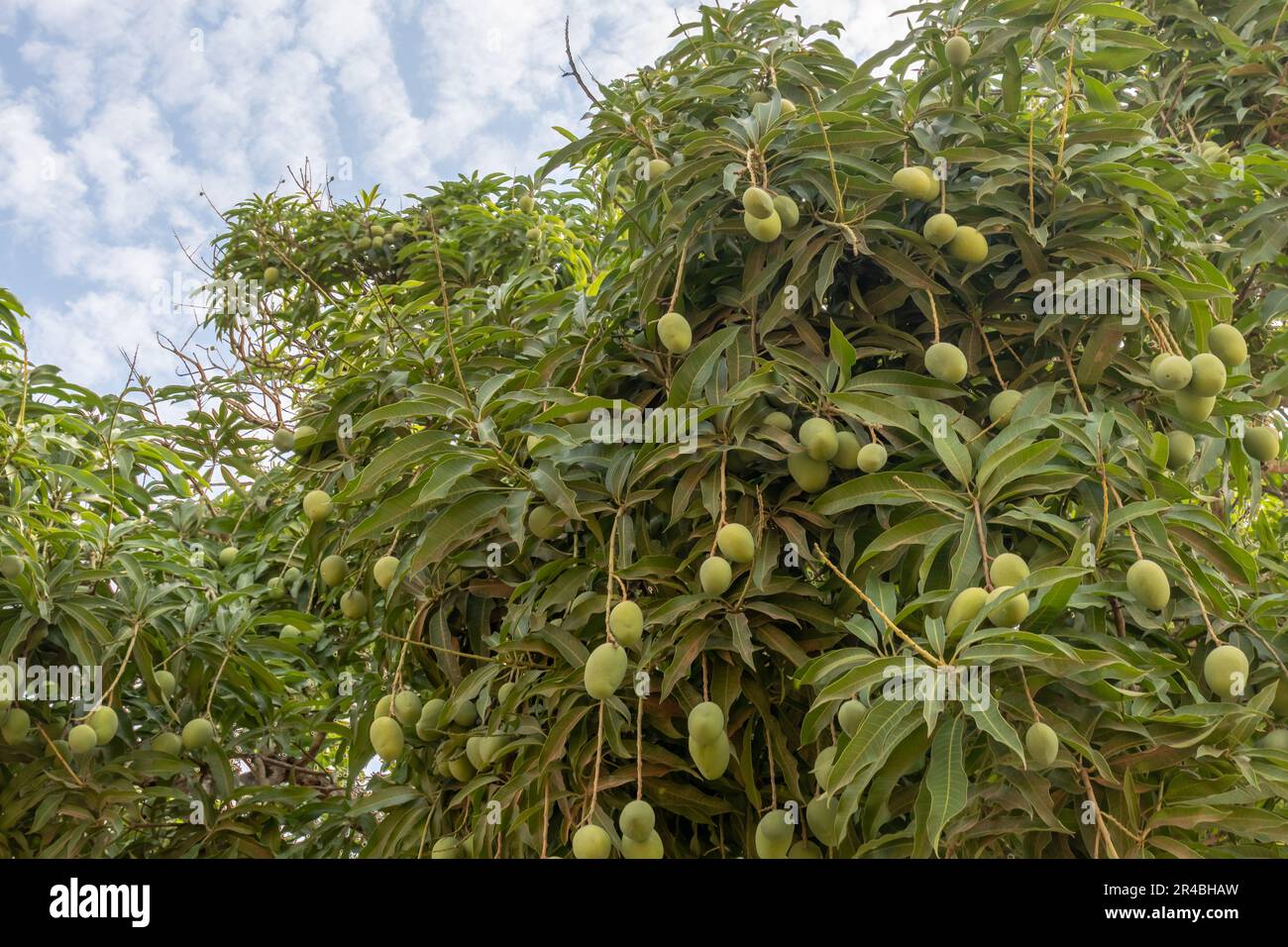 Several mango tree hi-res stock photography and images - Alamy