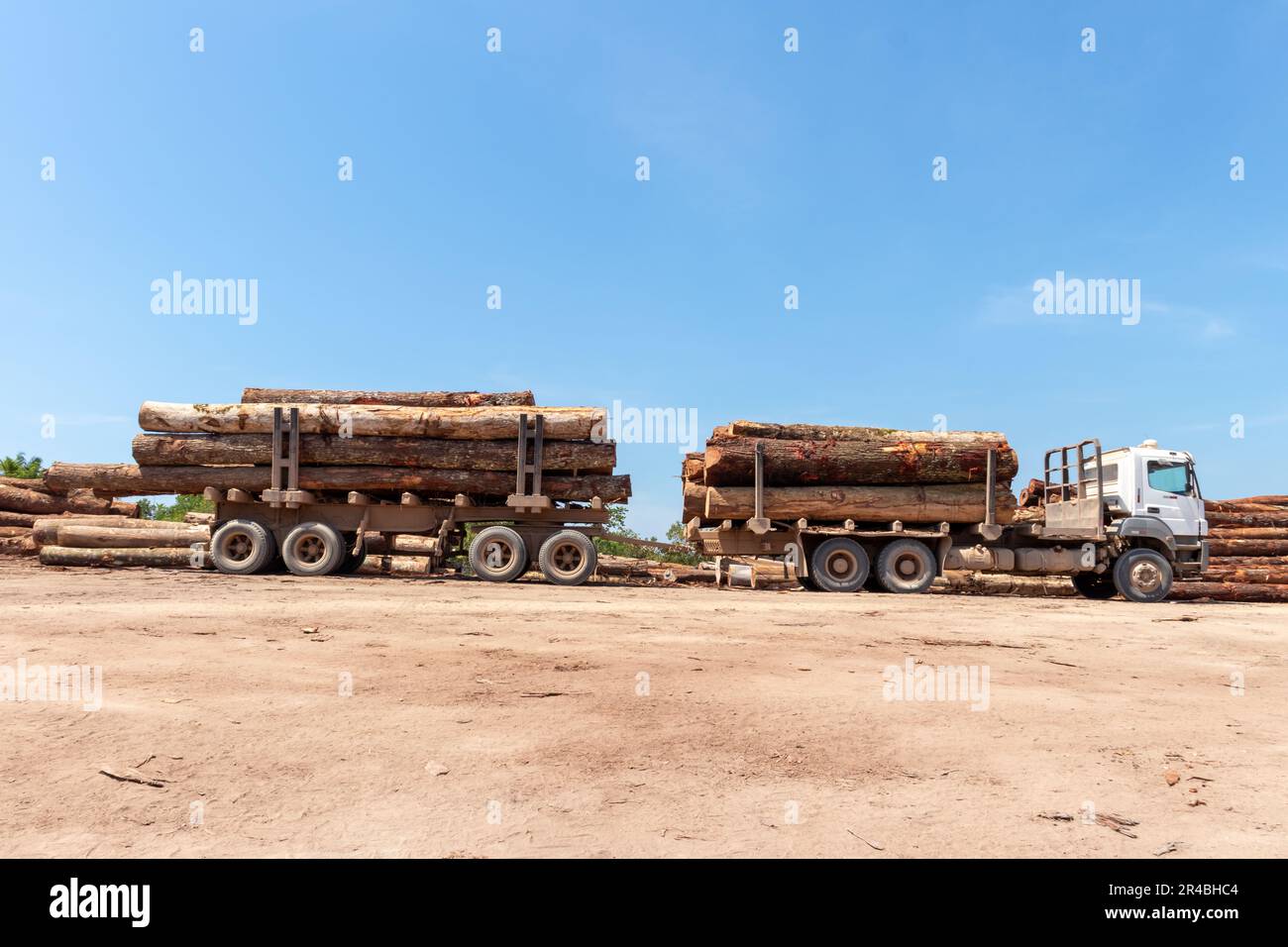 Two trailer truck (road train) loaded with wood logs extracted from an ...
