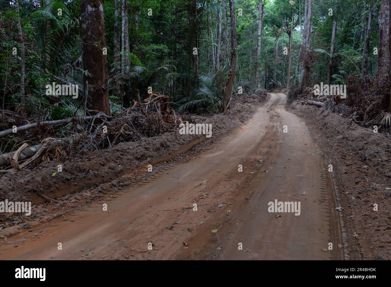 Dirt road inside a dense area of brazilian Amazon rainforest Stock ...