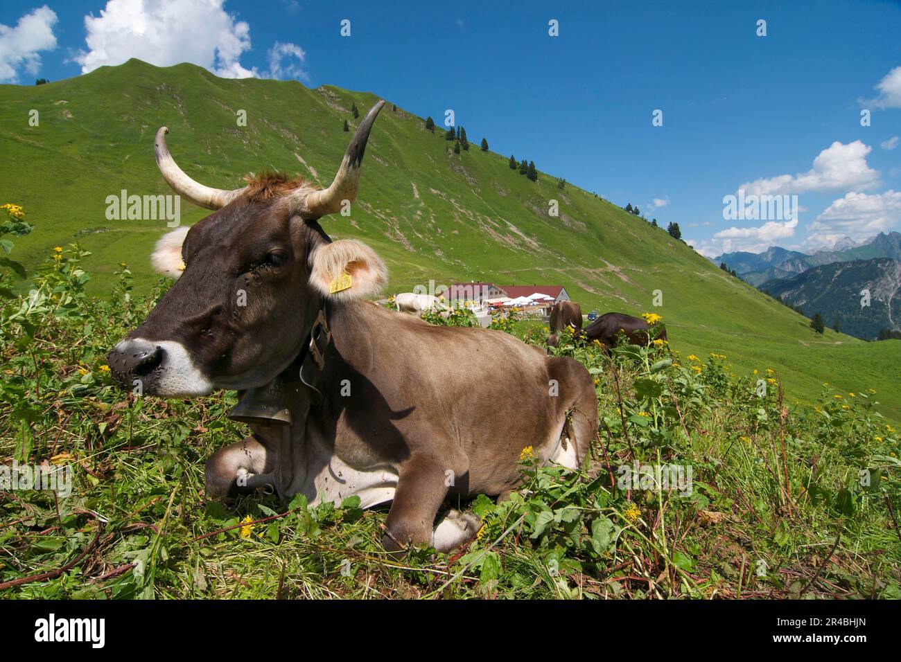 Domestic cattle, Schlappoltalm, Fellhorn, Oberstdorf, Allgaeu, Bavaria ...