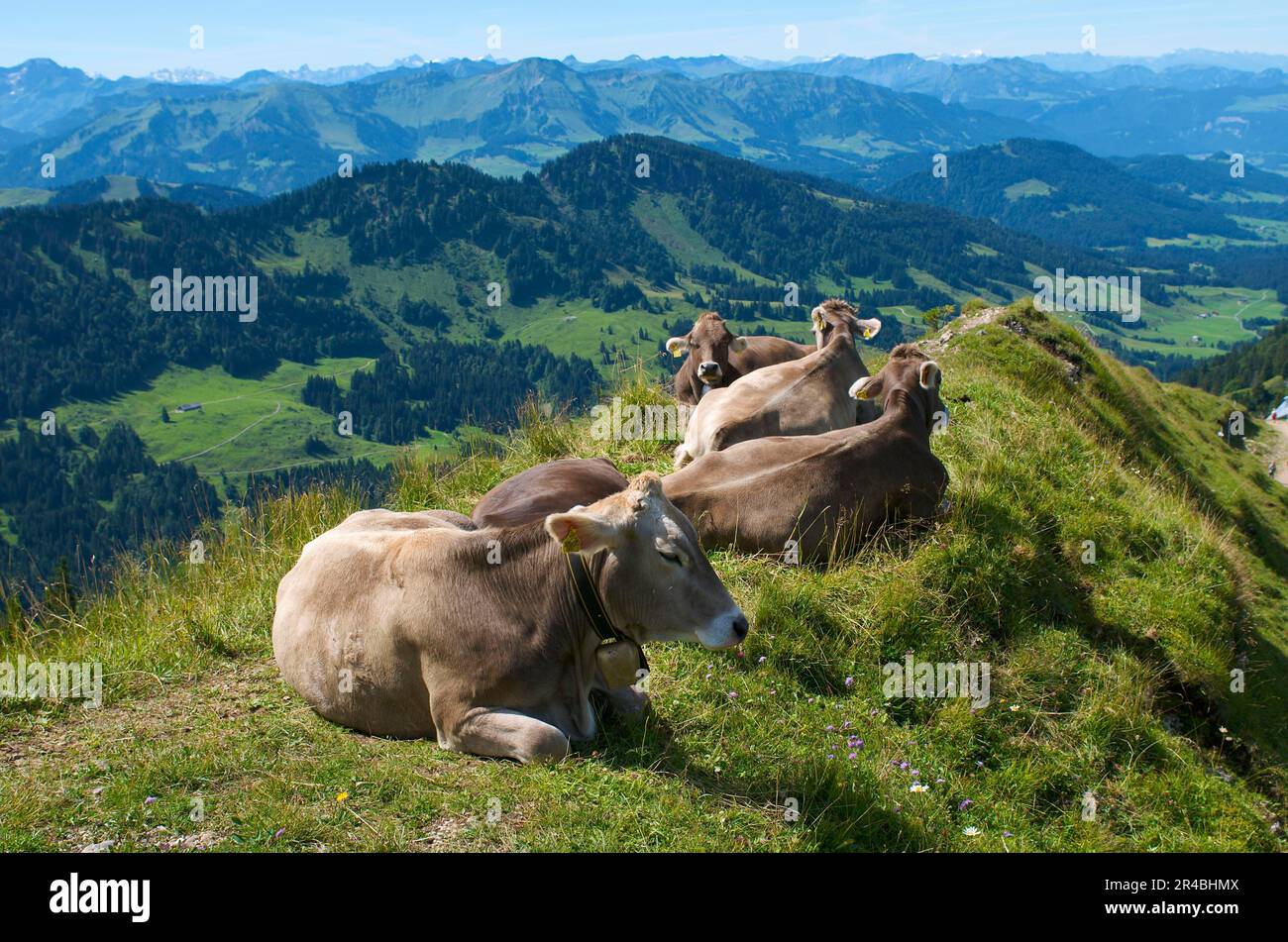 Domestic cattle, Hochgrat near Oberstaufen, Allgaeu, Bavaria, Germany ...