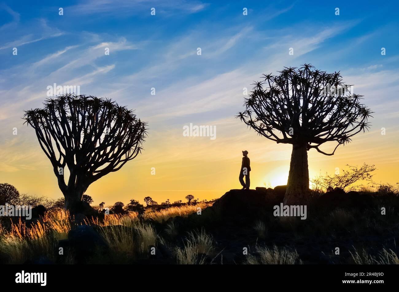 Woman tourist in quiver tree forest, african sunrise nature landscape ...