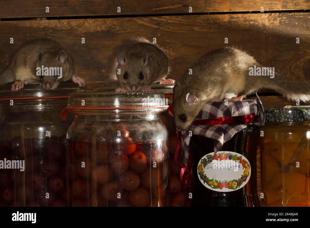 Fat dormouse, edible dormouse (Glis glis) fat dormice, edible dormice ...