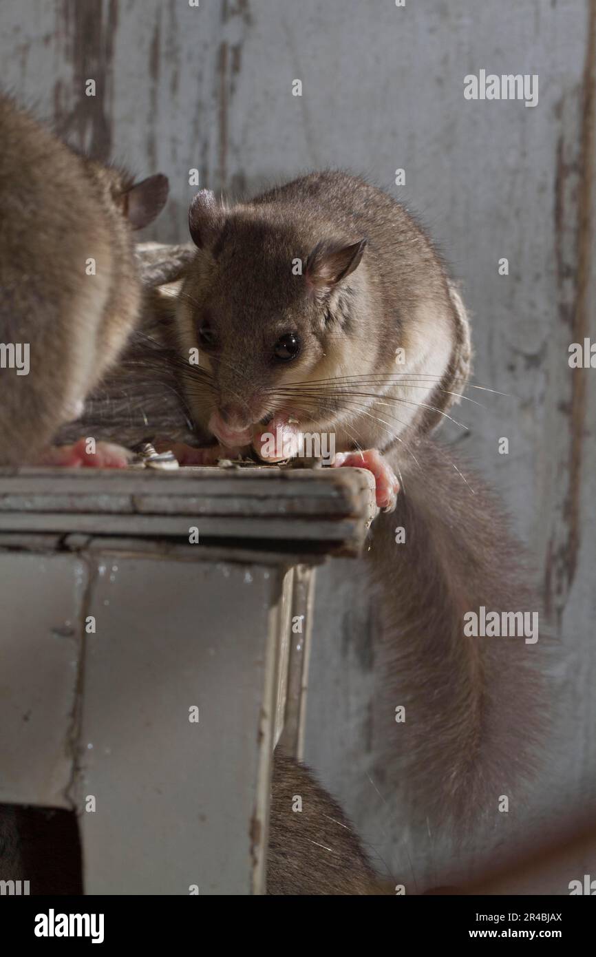 Fat house hi-res stock photography and images - Alamy