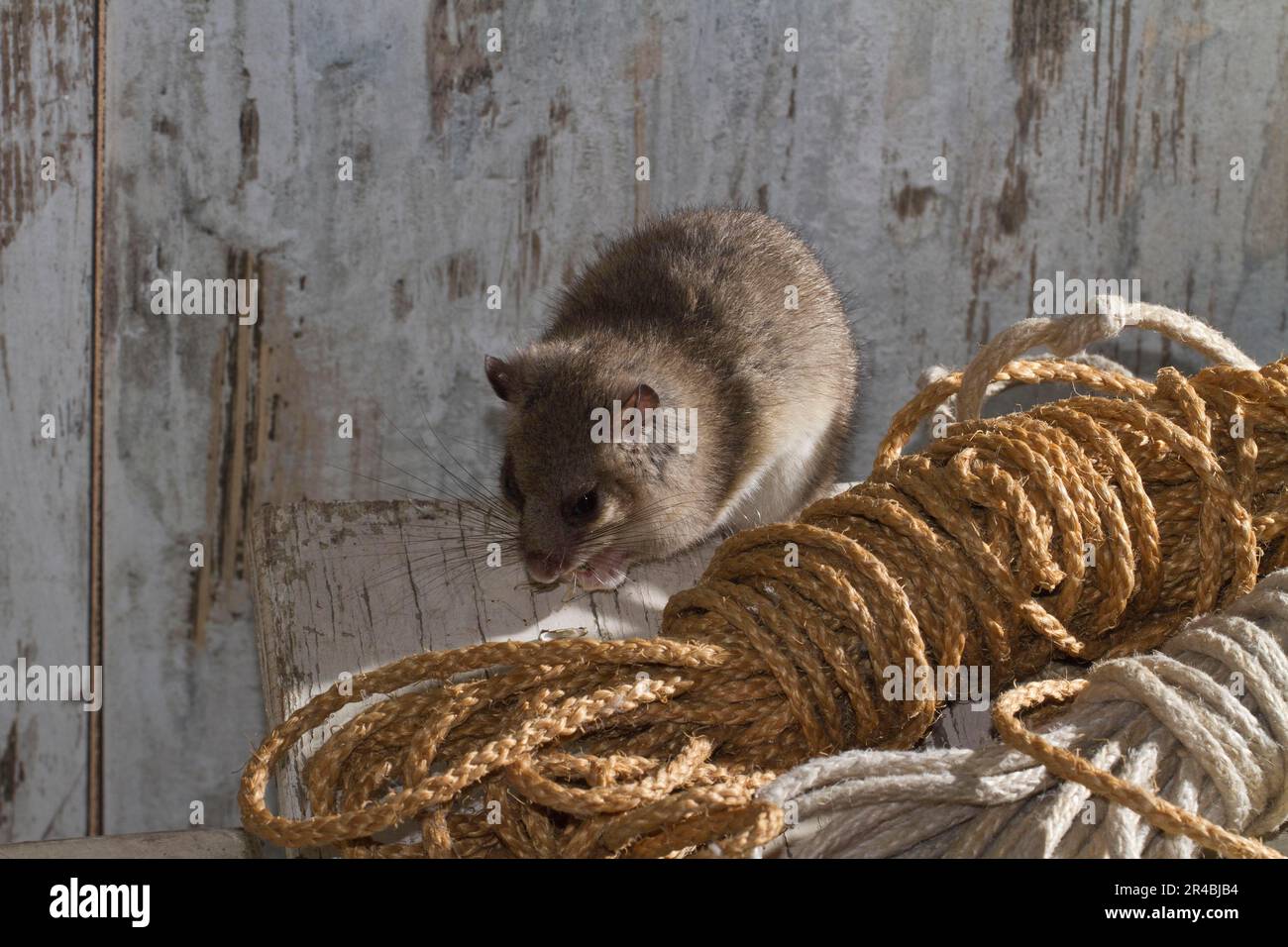 Fat house hi-res stock photography and images - Alamy