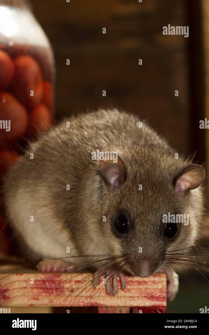 Fat dormouse, edible dormouse (Glis glis) in storage cellar Stock Photo ...