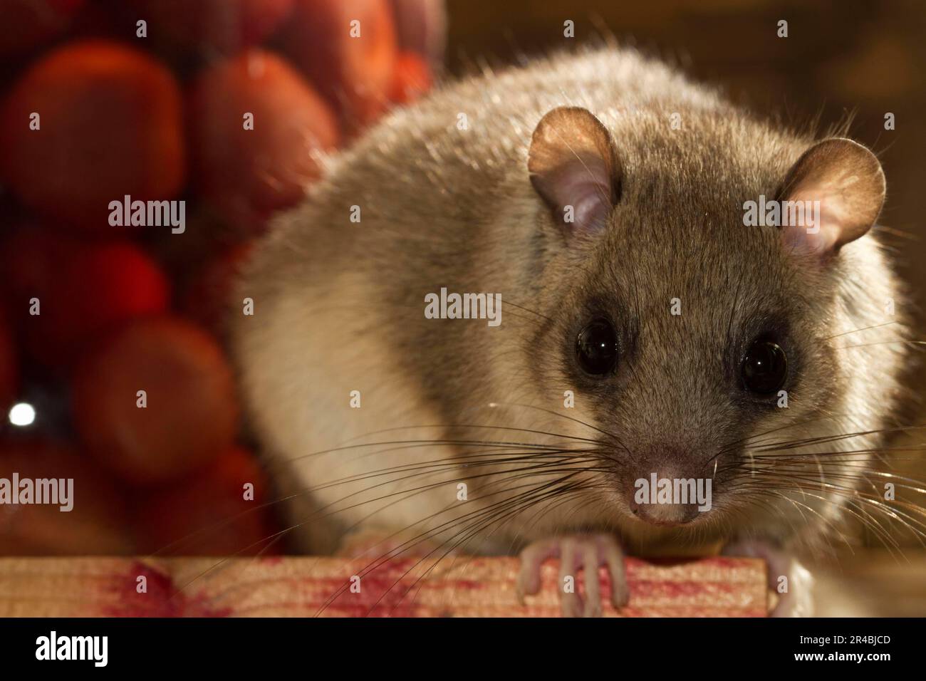 Fat dormouse, edible dormouse (Glis glis) in storage cellar Stock Photo ...