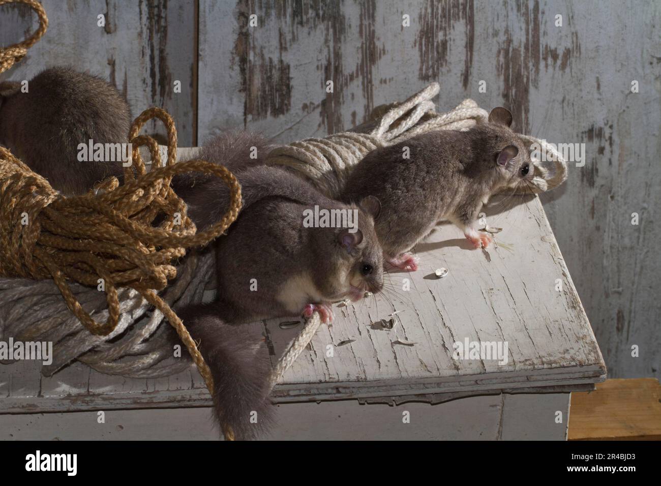 Fat dormouse, edible dormouse (Glis glis), fat dormice, edible dormice ...