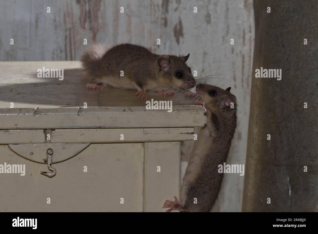 Edible dormouse (Glis glis), Dormouse Europe Stock Photo - Alamy