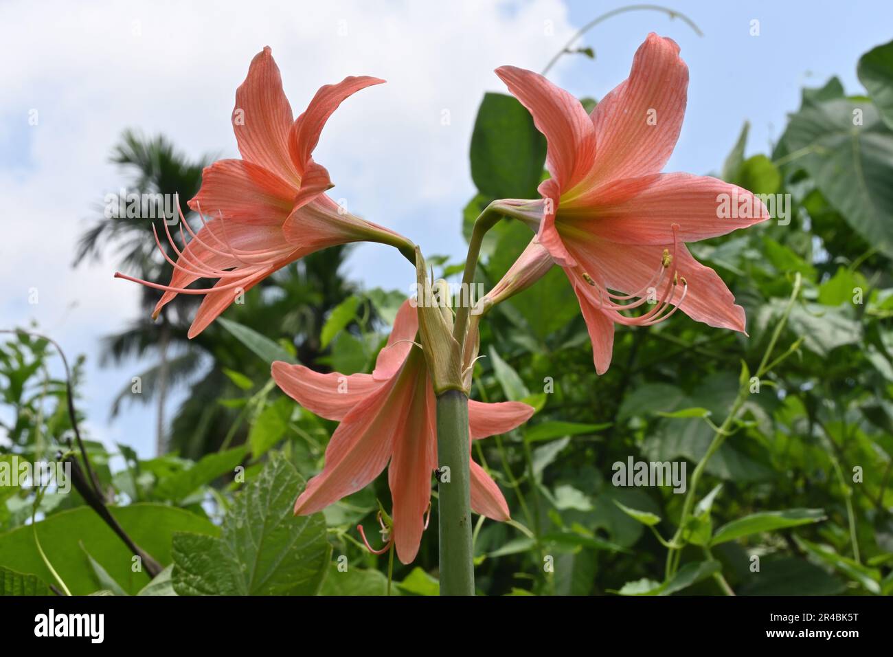 Elevated stalk hi-res stock photography and images - Alamy