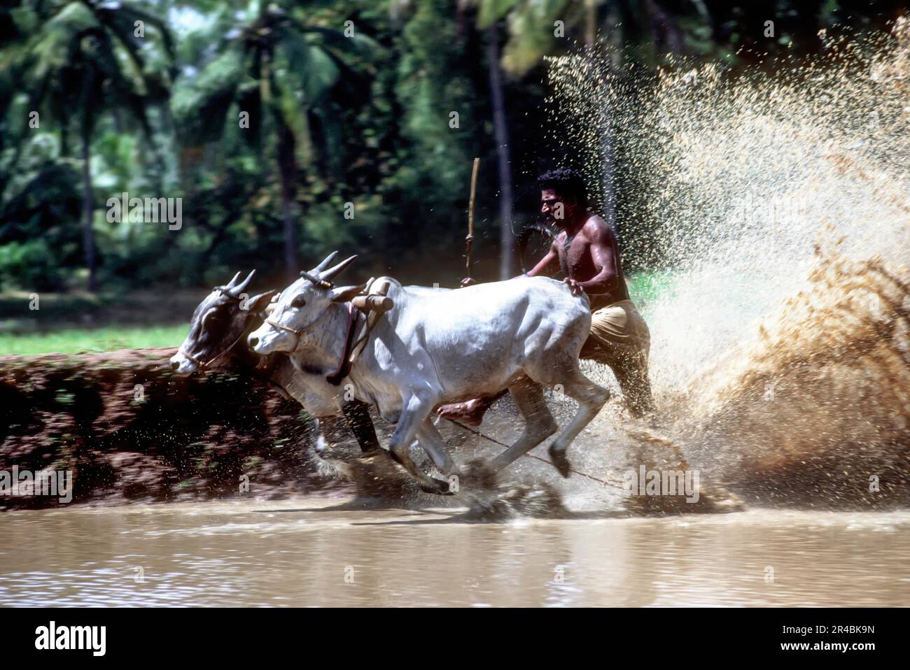 Racing bullocks and jockey (Kunjan aged 40) with splashing waters in ...